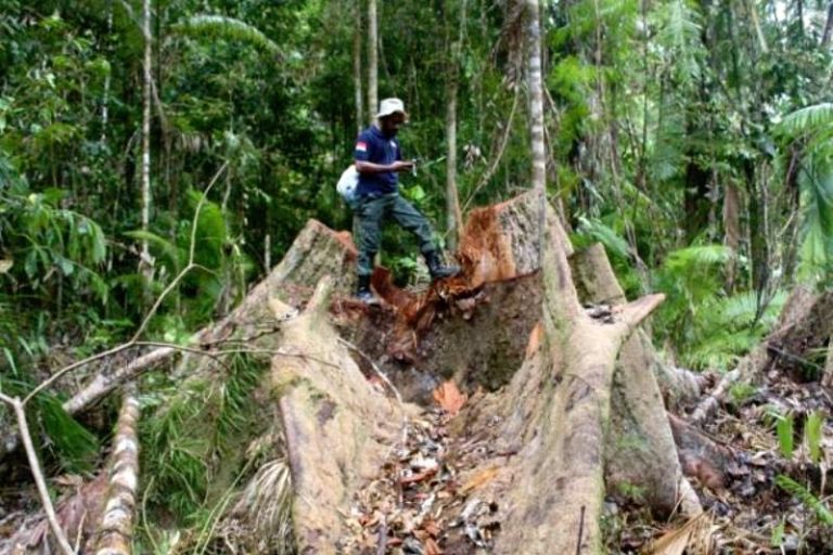 25 Tahun Reformasi Bagaimana Kondisi Masyarakat Adat Id