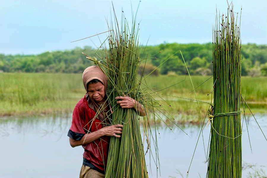 Sepenting Apa Ekosistem Lahan Basah untuk Kehidupan? Sepenting Apa Ekosistem Lahan Basah untuk Kehidupan?